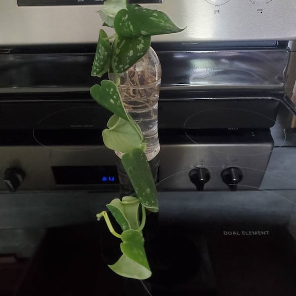Satin Pothos Scindapsus Pictus Argyraeus 2 From Myplants - Etsy