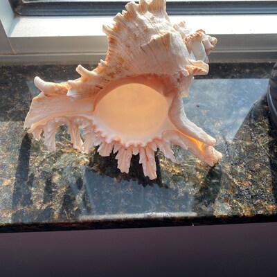 Conch Sea Shell Garden Quality 68 Conch Shell Imperfect Conch Sea Shell ...