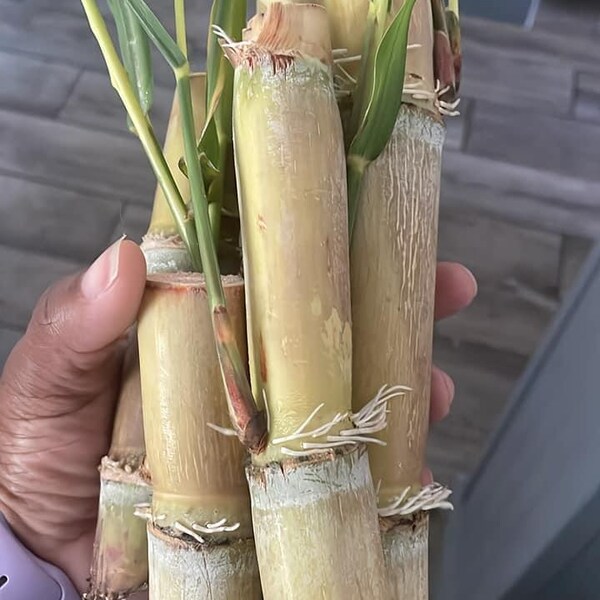 Guamúchil (pithecellobium Dulce) Seedling 1 Pt. - Etsy