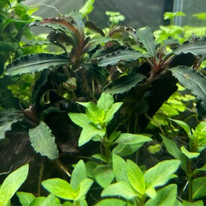 BUY 2 GET 1 FREE Bucephalandra Buce Godzilla Kedagang Red Easy Live ...