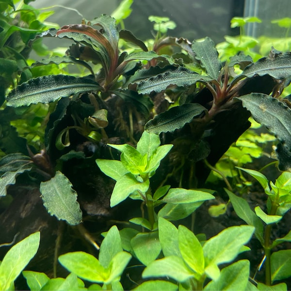 BUY 2 GET 1 FREE Bucephalandra Buce Godzilla Kedagang Red Easy Live ...