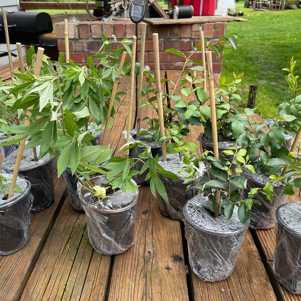 Purple Twilight Flowering Crape Myrtle Trees - Etsy