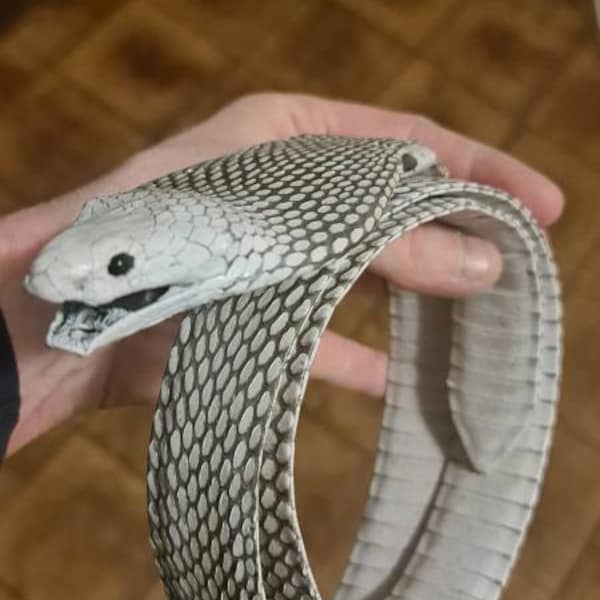 Genuine Real Cobra Snake Skin Leather and Head Belt Handmade - Etsy