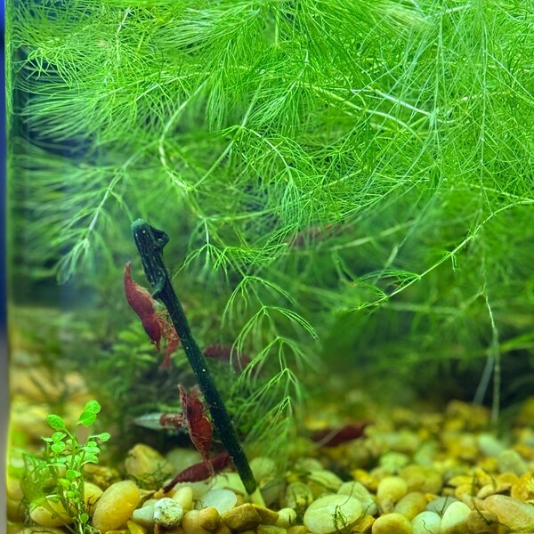 X2 Subwassertang Moss on Cholla Wood - Shrimp Hideout & Betta Aquarium ...