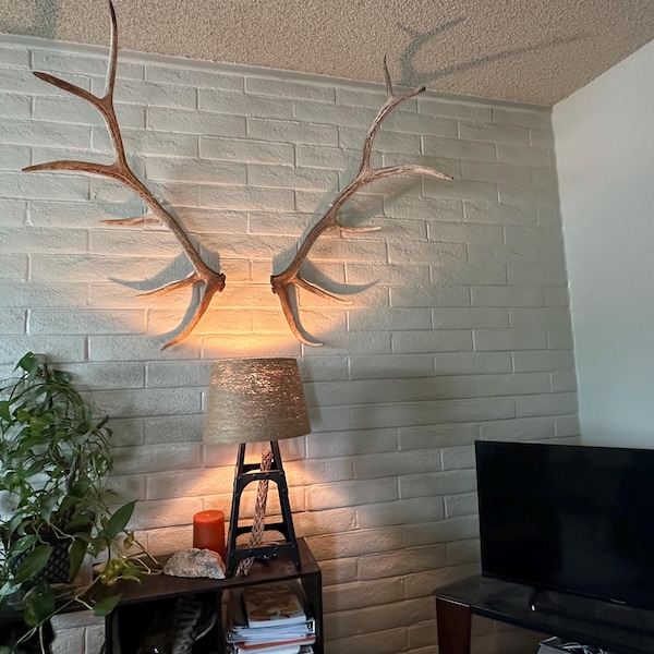 Acrylic Invisible Elk Shed Antler Wall Mount Display. Antler Not ...