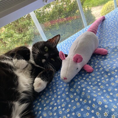 Rat Sewing Pattern PDF, Sewing Tutorial and Pattern - Etsy