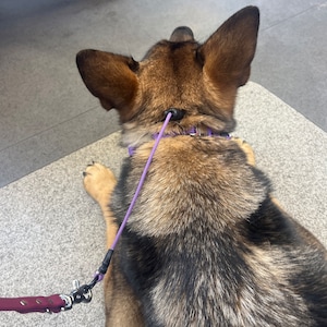 Training Slip Collar Dominant Dog Collar Rope Obedience With Strong ...