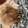 Choose Your Size Gray & Multi Polka Dot Washable Snuffle Mat/ Pet Nose ...