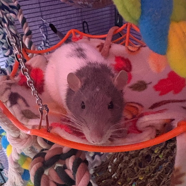 Pet Cargo Net for Cage Pet Rat Toy Accessories, Climbing Net, Fall ...