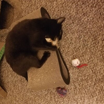 Popcorn Square Cat Toy, Catnip Toy, Carnival Popcorn, Movie Theatre ...