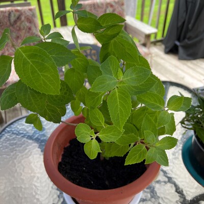 Pee Gee Hydrangea Paniculata Live Plant Perennial Shrub - Etsy