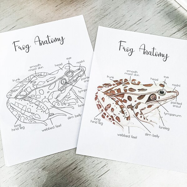 Frog & Toad Pack | Printable Life Cycle Posters | Watercolor Flash ...