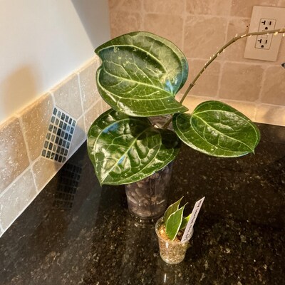 Hoya ALBO Variegated Polyneura ROOTED Cutting ONE Node Cutting Grower's ...