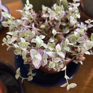 Variegated Baby Sun Rose, Ice Plant, Pink Succulent, Rare Plant in 2, 4 ...