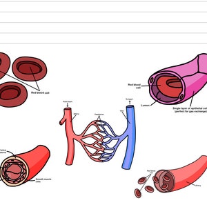 110 Anatomy Organ Stickers, Goodnotes Stickers, Notability Stickers ...
