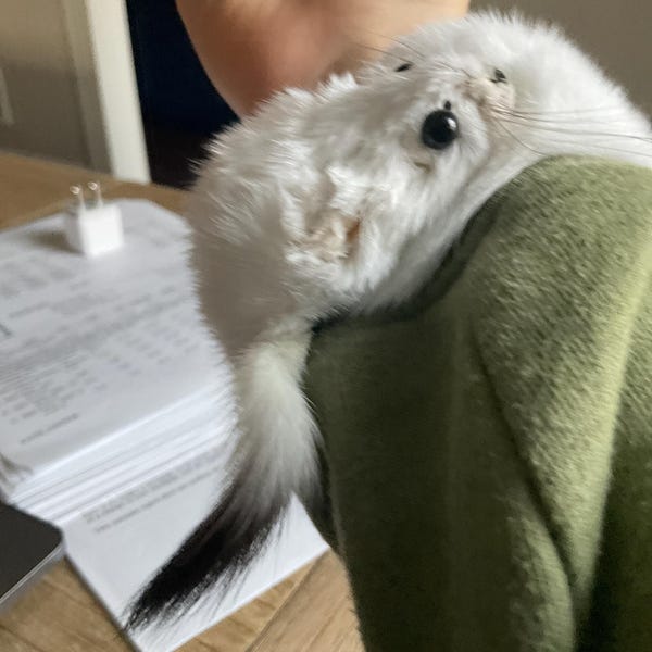 Weasel Slap Bracelet, Sherman the Ermine, White Ermine Slap Bracelet ...