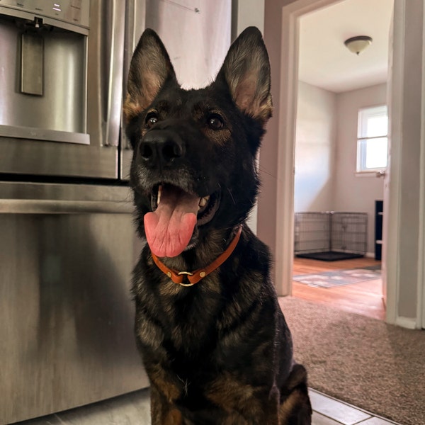 Standard 3 Foot Dog Leash: 1/2 Waterproof Biothane With Custom Colors ...