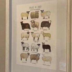 Greetings Card Breeds of Sheep - Etsy
