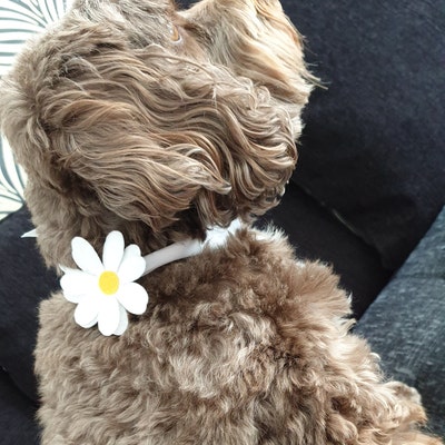 Daisy Collar Accessory Daisy Dog Collar Flower Dog Flower Accessory ...