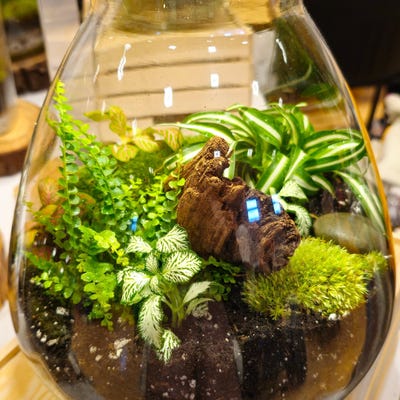 Plant Terrarium Kit Palm 3 Terrarium Plants Closed Terrarium Plants Do ...