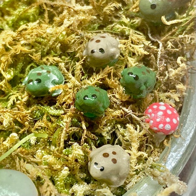World's Tiniest Frog/ Tiny Frog/ Tiny Toad/ Mini Frog/ Mini Toad ...