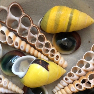Bright Yellow Striped Land Snail Shells Fun Bright Fairy Garden ...