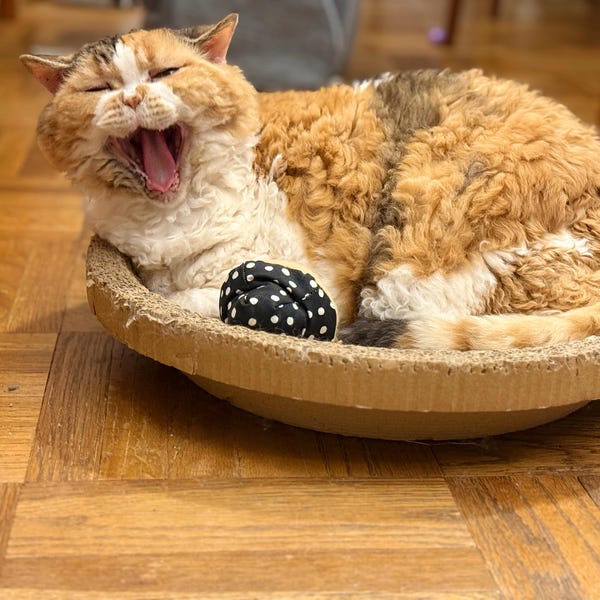 Cat Scent Enrichment Kit | 13 Herbs | Improve Wellbeing | Cat Toy | Cat ...