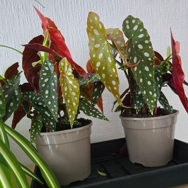 Tradescantia Gibasis Jose Puig 9cm Plant Pot House Plant - Etsy UK