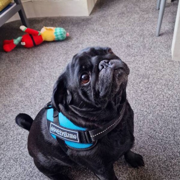 Dog Harness Name Patch Embroidered Pet Name Patch GREY Dog Name Patch ...