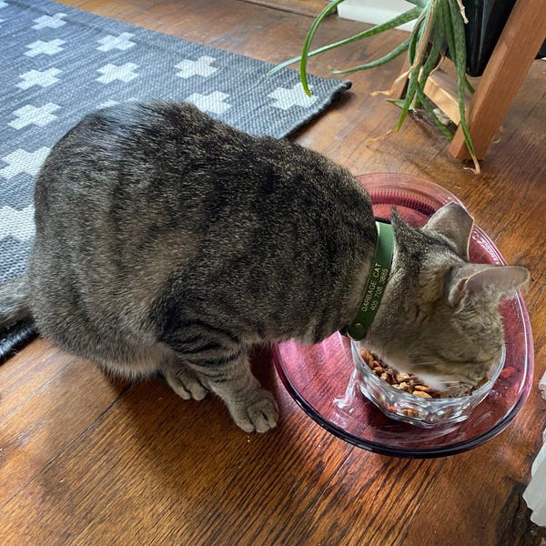 Cat Bells, Bells, Loud Bells, Quiet Bells, Mini Brass Bell, Colored ...