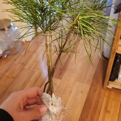 Princess Pine Clubmoss - Etsy