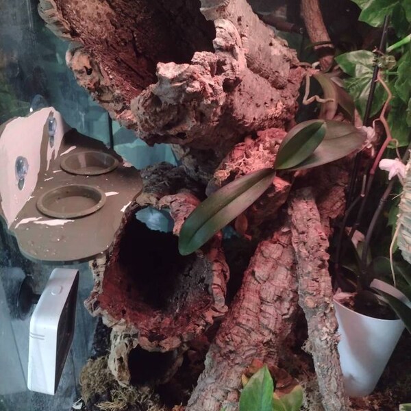 Pink Princess Philodendron Ledge for 0.5oz Deli Cup Crested Gecko ...