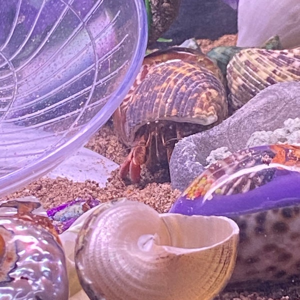 10 Hermit Crab Changing Shell Set Deluxe Turbo Shells Medium Size (1 1/ ...