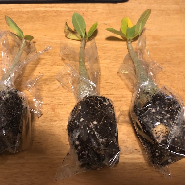 1 Grafted Double "purple Fire" Adenium /desert Rose Plant. 5-7 Inch ...