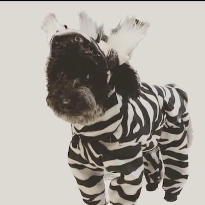 Zebra Large White and Black Velbo Faux Fur Fabric per Yard - Etsy