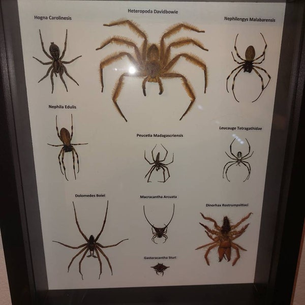 Mixed Spider Lot, Real Spider, Small Spiders, Medium Spider, Arachnids ...