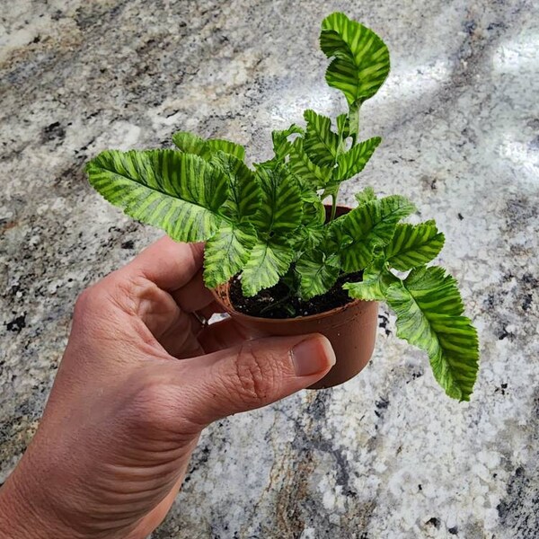 Golden Zebra Variegated Bamboo Fern Plant Starter Low Light House ...
