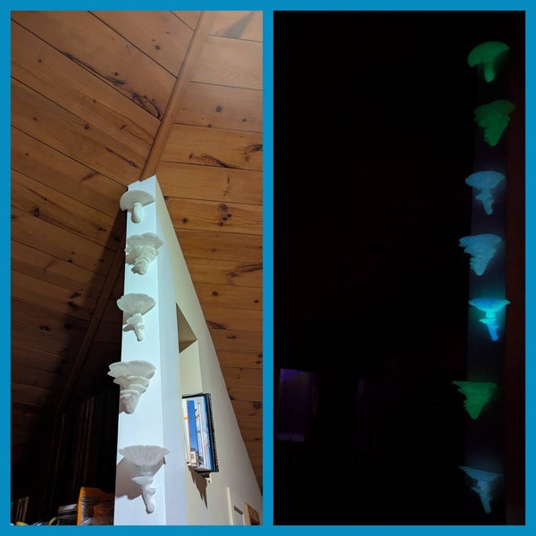 Glow in the Dark Coral Reef Shelf “montipora Capricornis” ,beach House ...