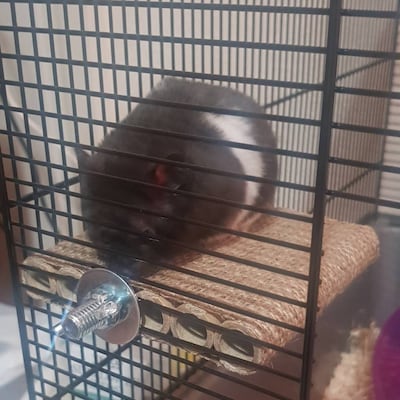 Degu Corner Shelf Pet Toy, Degu, Rat, Gerbil, Hamster Cage Accessory ...