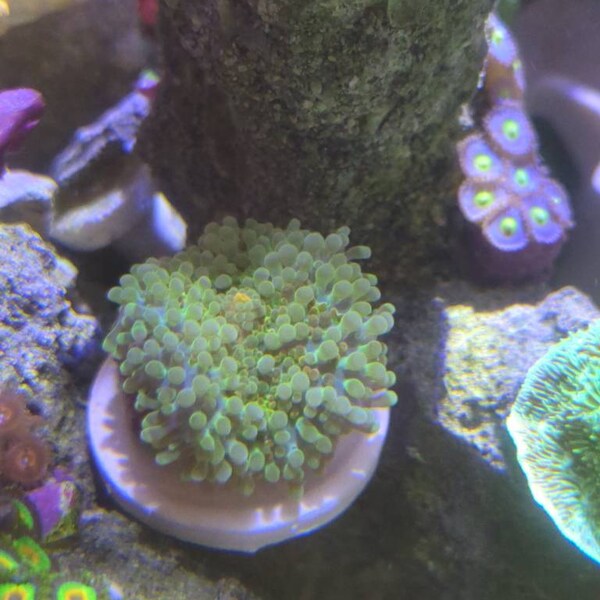 Bicolor Frogspawn Coral Frag Saltwater Aquarium Corals - Etsy