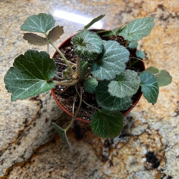 Green Moses in the Cradle, 2 Inch Tradescantia Spathacea, Rhoeo ...