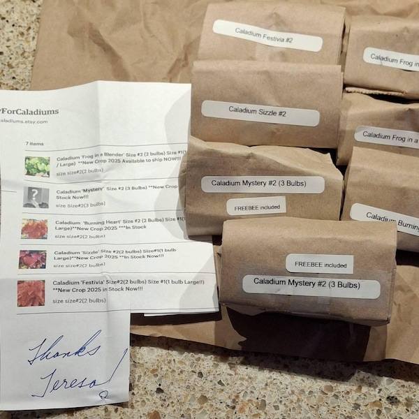 Caladium 'mint Julep' Size #1( 1 Bulb/larger 1-1/2" to 2-1/2") **new ...