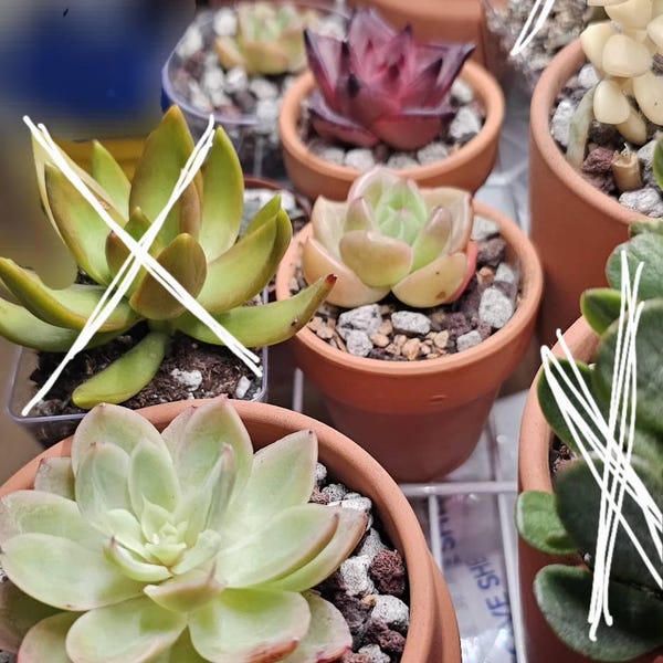 Random Mix DIY Rare Succulent Plants Live Pink Red Orange Green, 0.5-2 ...