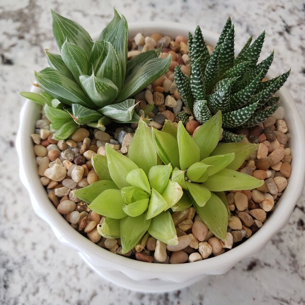 Rare Succulents - Haworthia Golden Obtusa Mini, Live Plant - Etsy