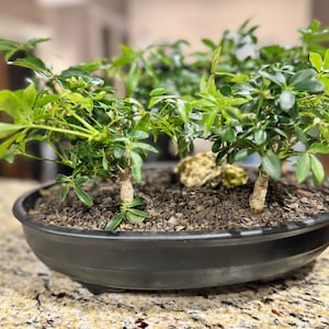 Dwarf Trident Maple Outdoor Bonsai Tree - Etsy