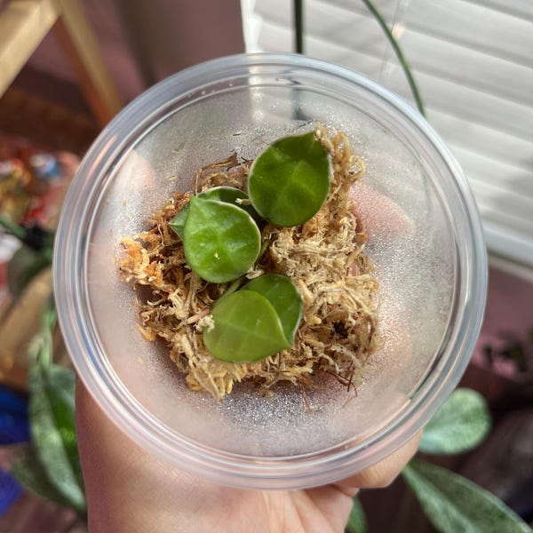 Hoya Holliana C Exact Lightly Rooted Cutting - Etsy