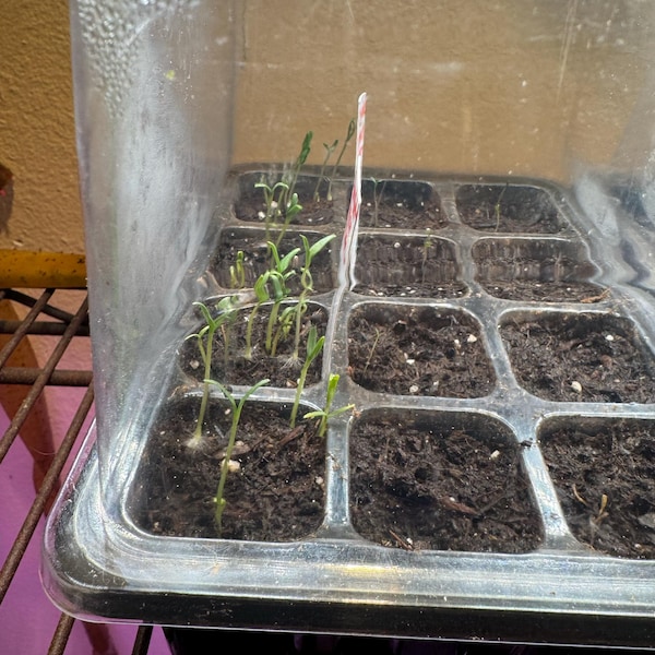 Vilma Micro Dwarf Tomato Seeds Florida Heat Friendly - Etsy