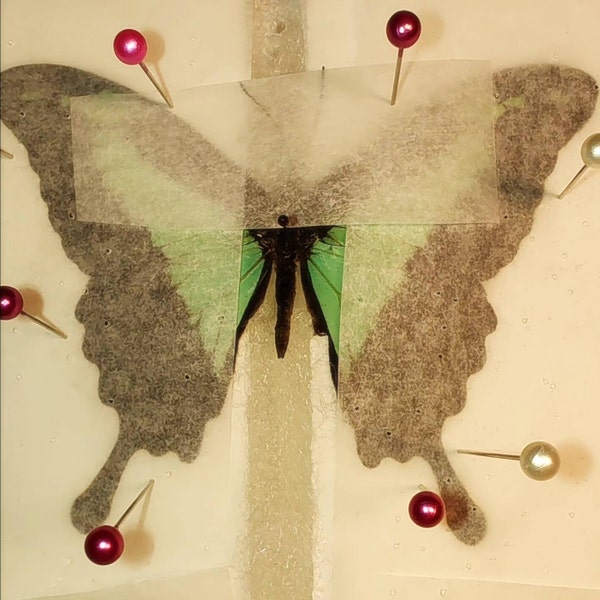 Papilio Phorcas ONE Real Butterfly Blue Green Swallowtail Swordtail ...