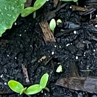 Marketer Cucumber Seeds Organic & Non Gmo Cucumber Seeds Heirloom Seeds ...