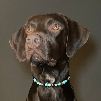 Anti Tick Collar for Dog, Em Ceramic, Sodalite and Tiger's Eye ...